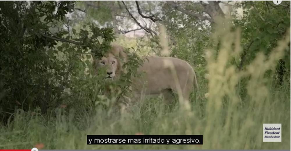 La impactante historia del león sin colmillos | webdental.cl | Noticias ...