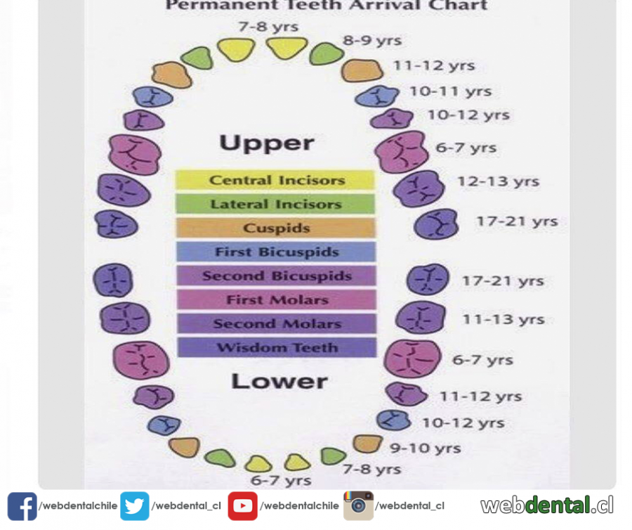 La erupción de los dientes permanentes | webdental.cl | Noticias de ...